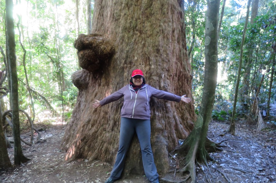 A Therapeutic Walk in the Rainforest - Alison Laverty